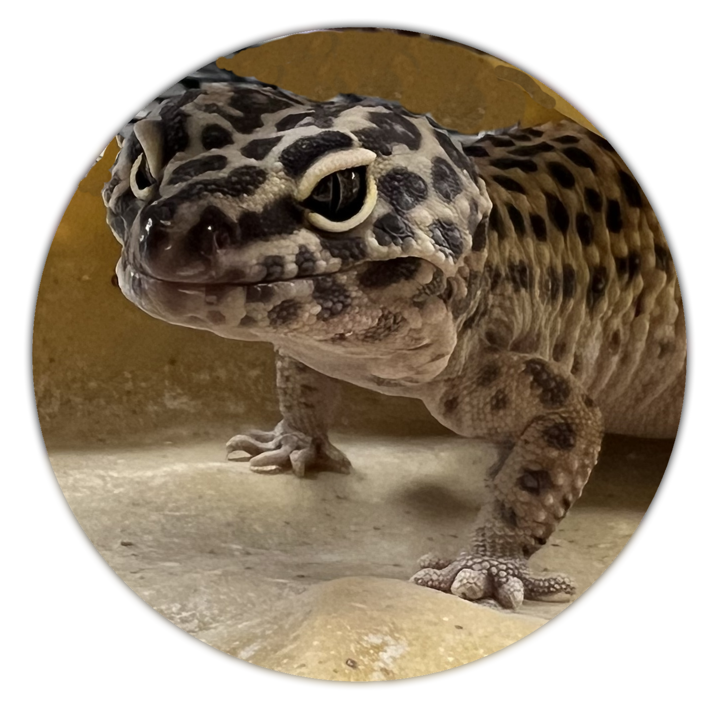 Gus Cam | Matawan Aberdeen Public Library | MAPL